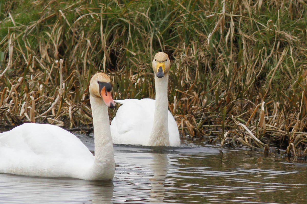 eBird Checklist - 21 Mar 2013 - Lakenheath Fen RSPB Reserve - 37 species