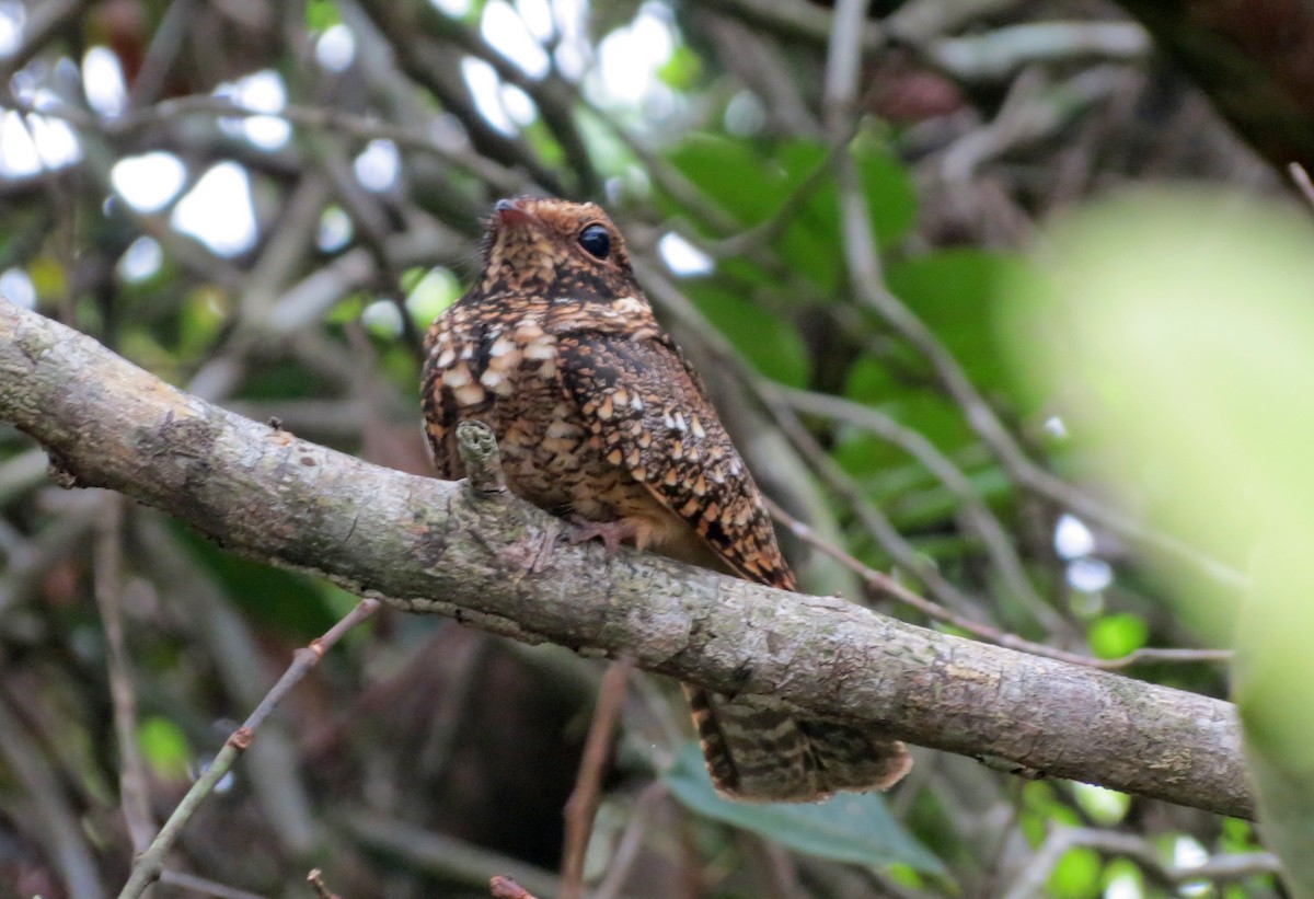 ML26479791 - Spot-tailed Nightjar - Macaulay Library
