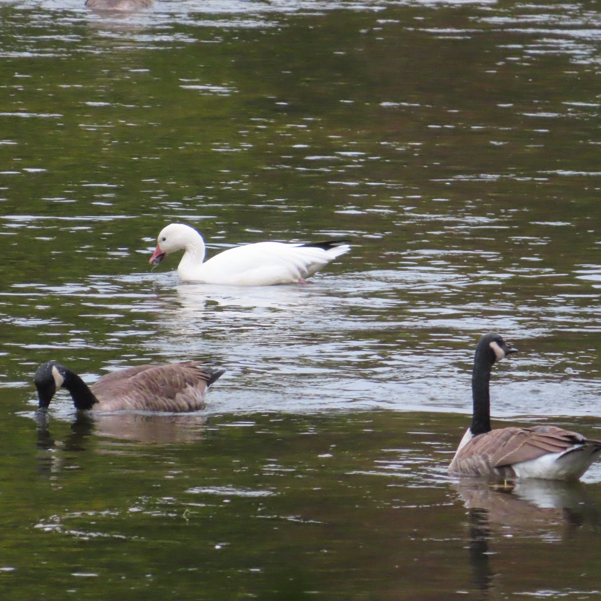 eBird Checklist - 22 Sep 2020 - Chippewa Nature Center - 34 species