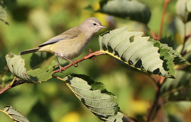 Tricky Fall Warblers: Orange-crowned Warbler - eBird Wisconsin