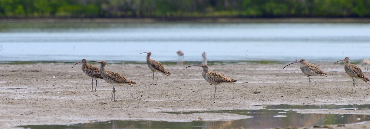 eBird Checklist - 24 Sep 2020 - Coombabah Creek High Tide roost - 17 ...