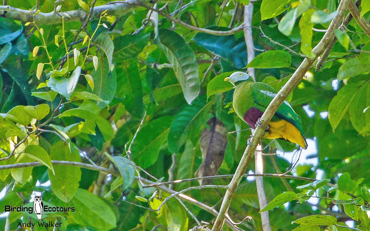 eBird Checklist - 11 Sep 2020 - Weda forest - 34 species