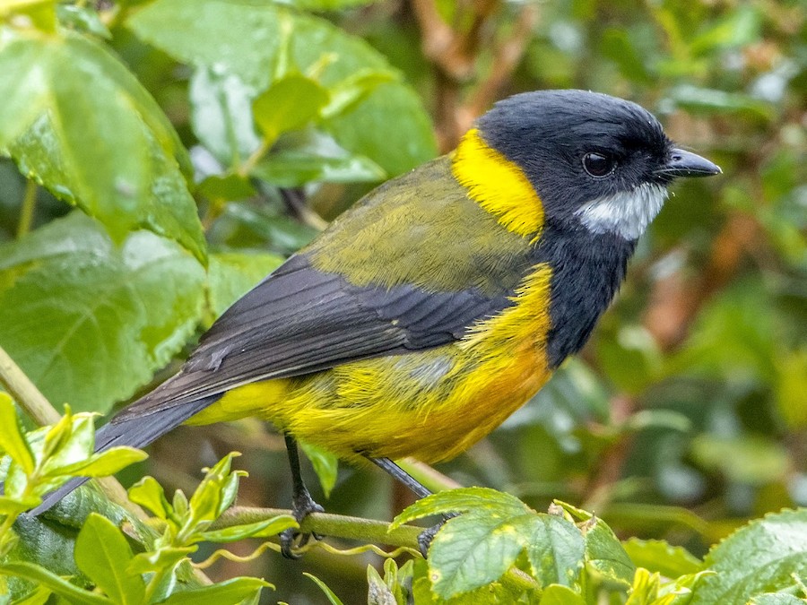 Regent Whistler - eBird