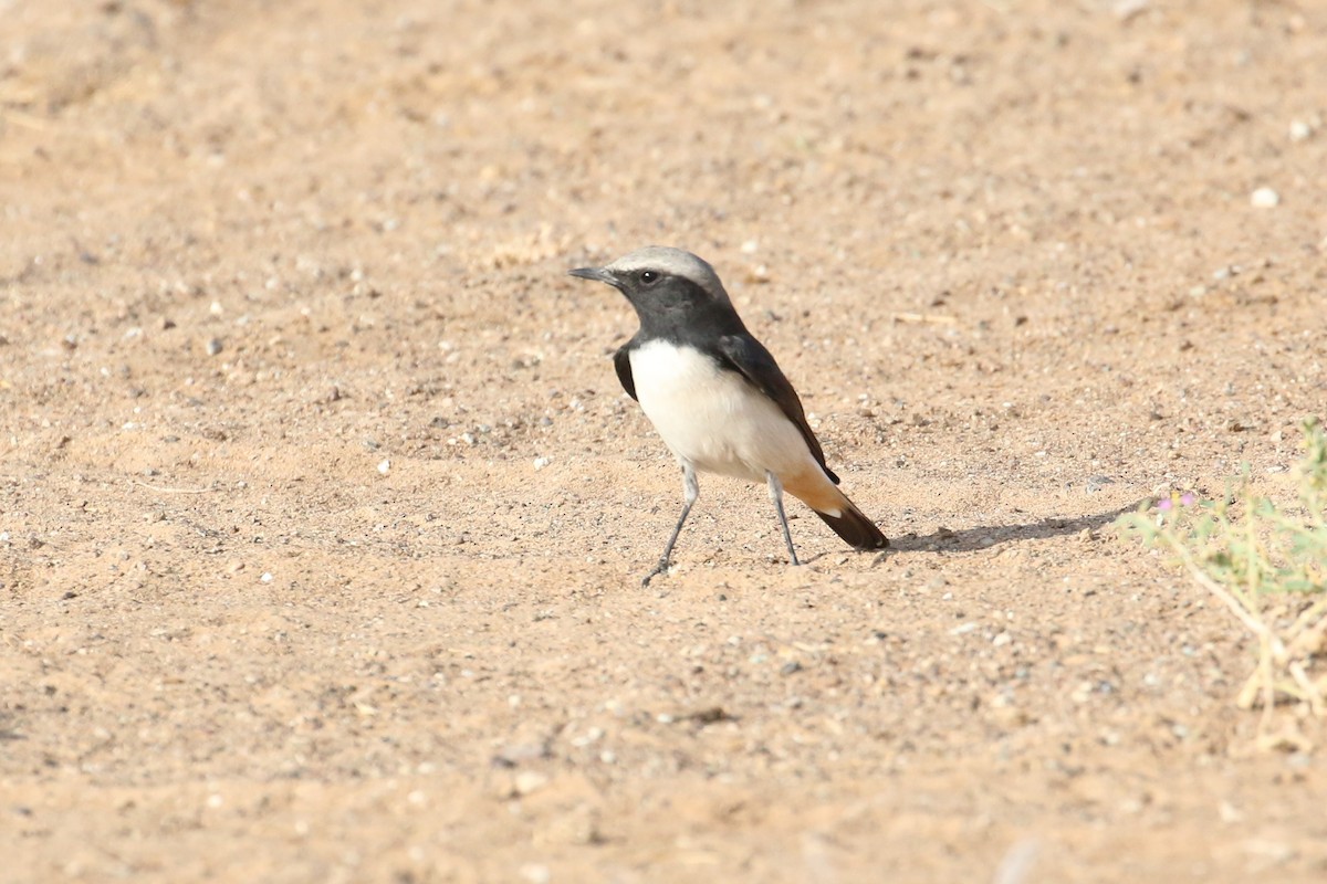 ML265941971 - Mourning Wheatear - Macaulay Library
