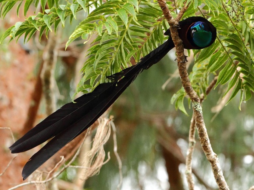 Stephanie's Astrapia - eBird