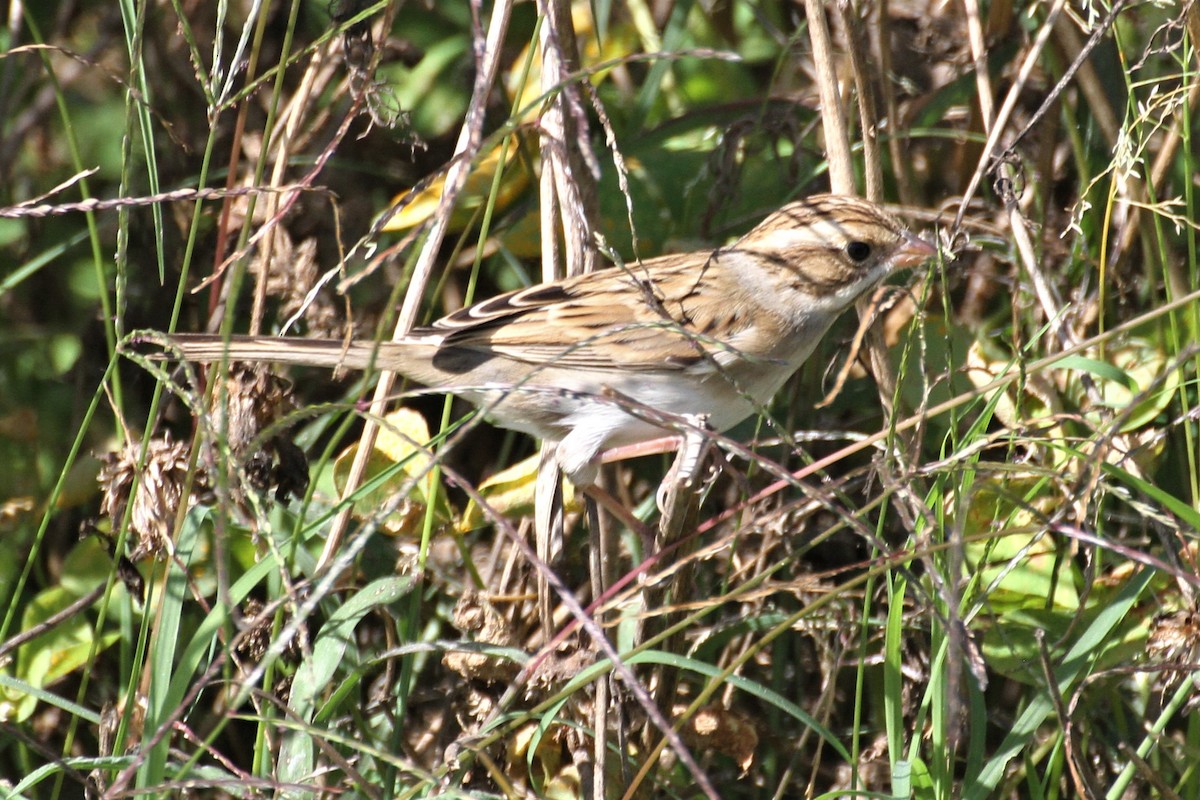 eBird Checklist - 27 Sep 2020 - Homeless Garden - 14 species
