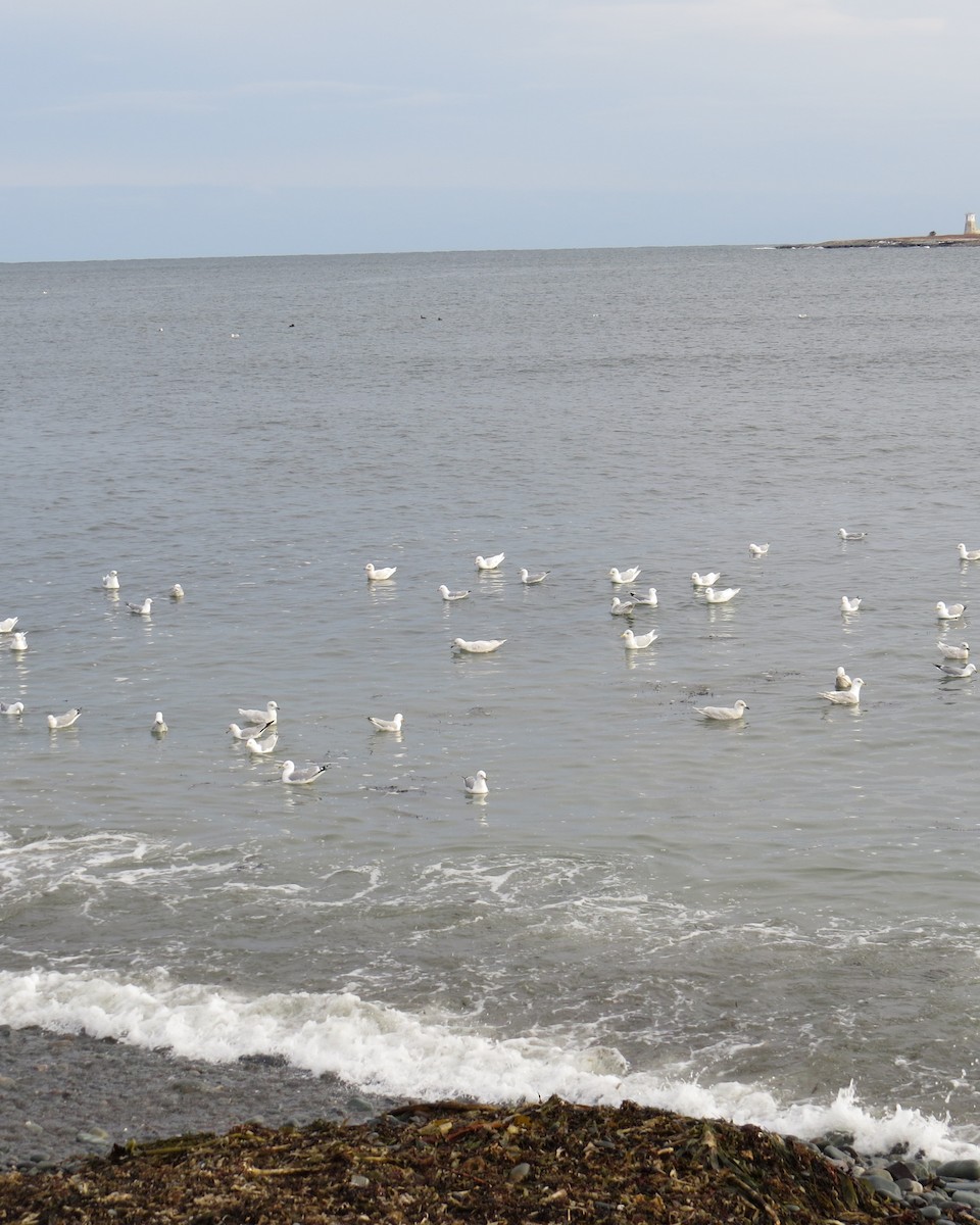 eBird Checklist - 5 Apr 2016 - Hartlen Point - 8 species