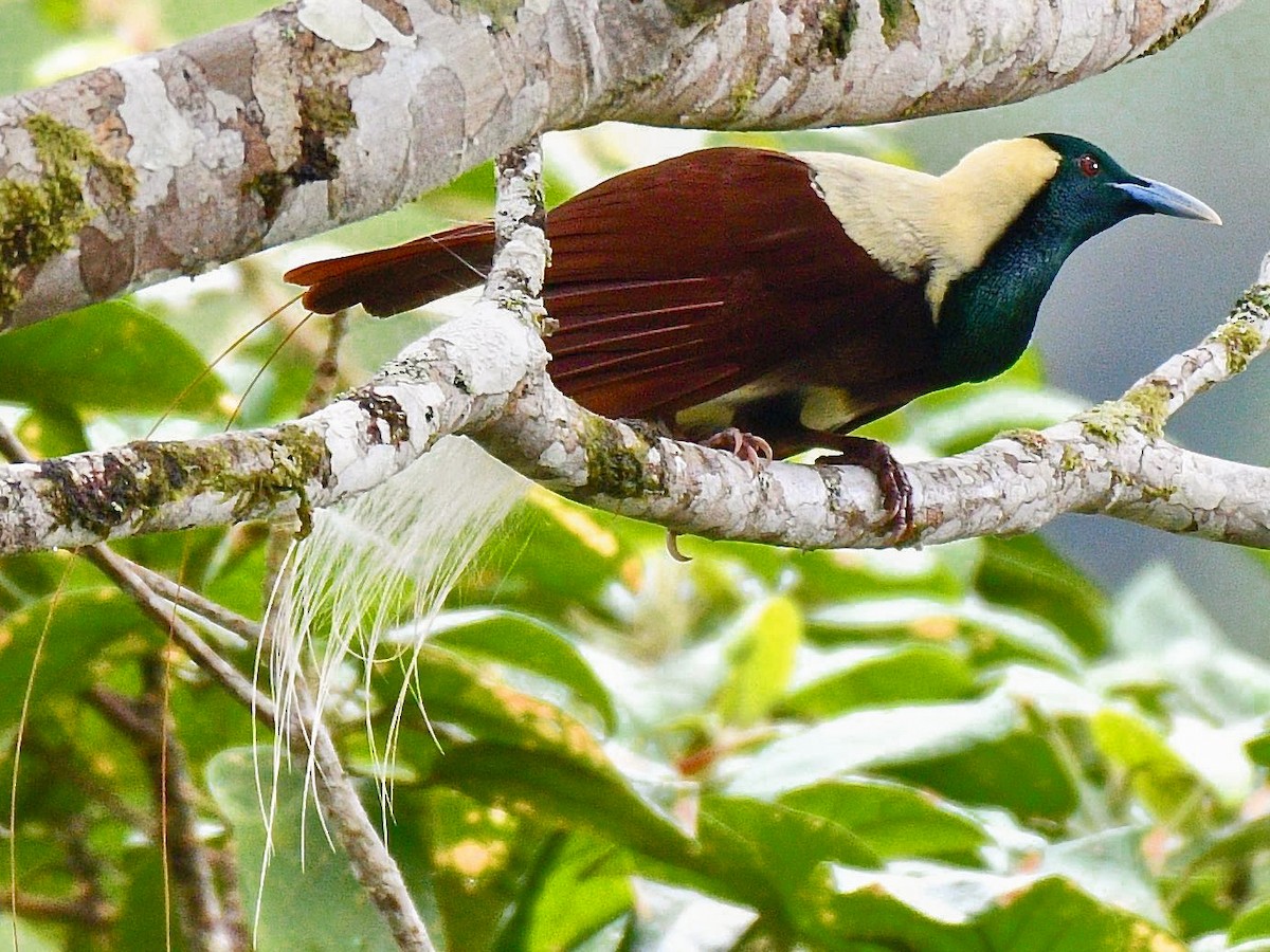 Emperor Bird-of-Paradise - Paradisaea guilielmi - Birds of the World