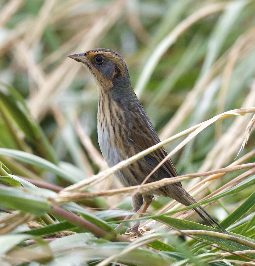 Nelson's/Saltmarsh Sparrow (Sharp-tailed Sparrow) - eBird