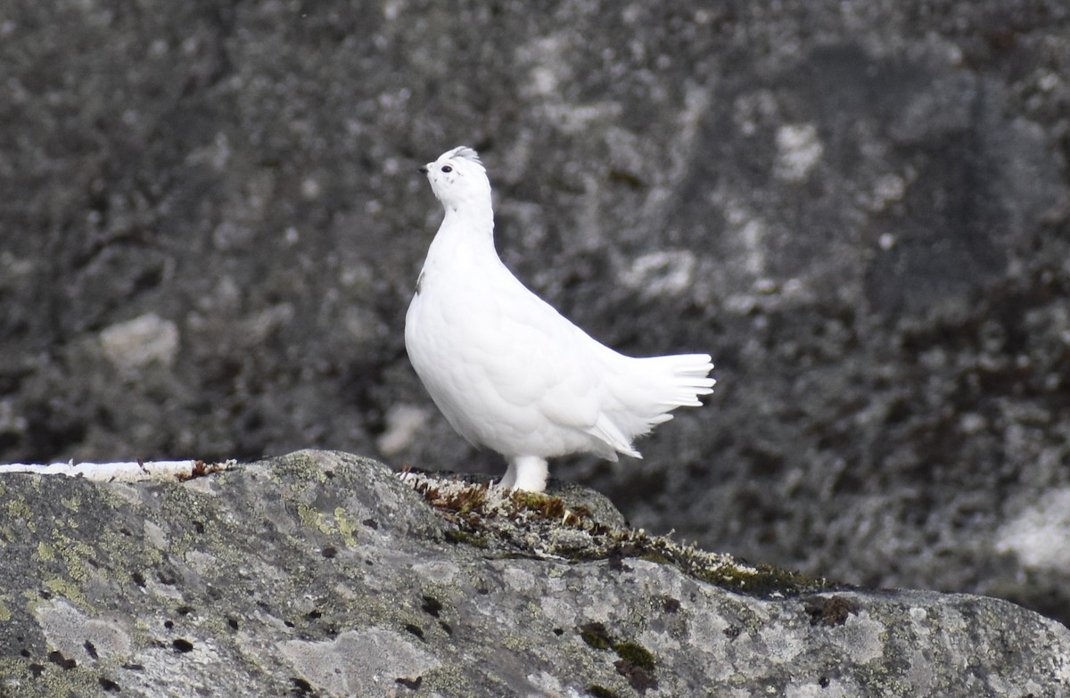 eBird Checklist - 29 Sep 2020 - Hatcher Pass--Reed Lakes Trail - 6 ...