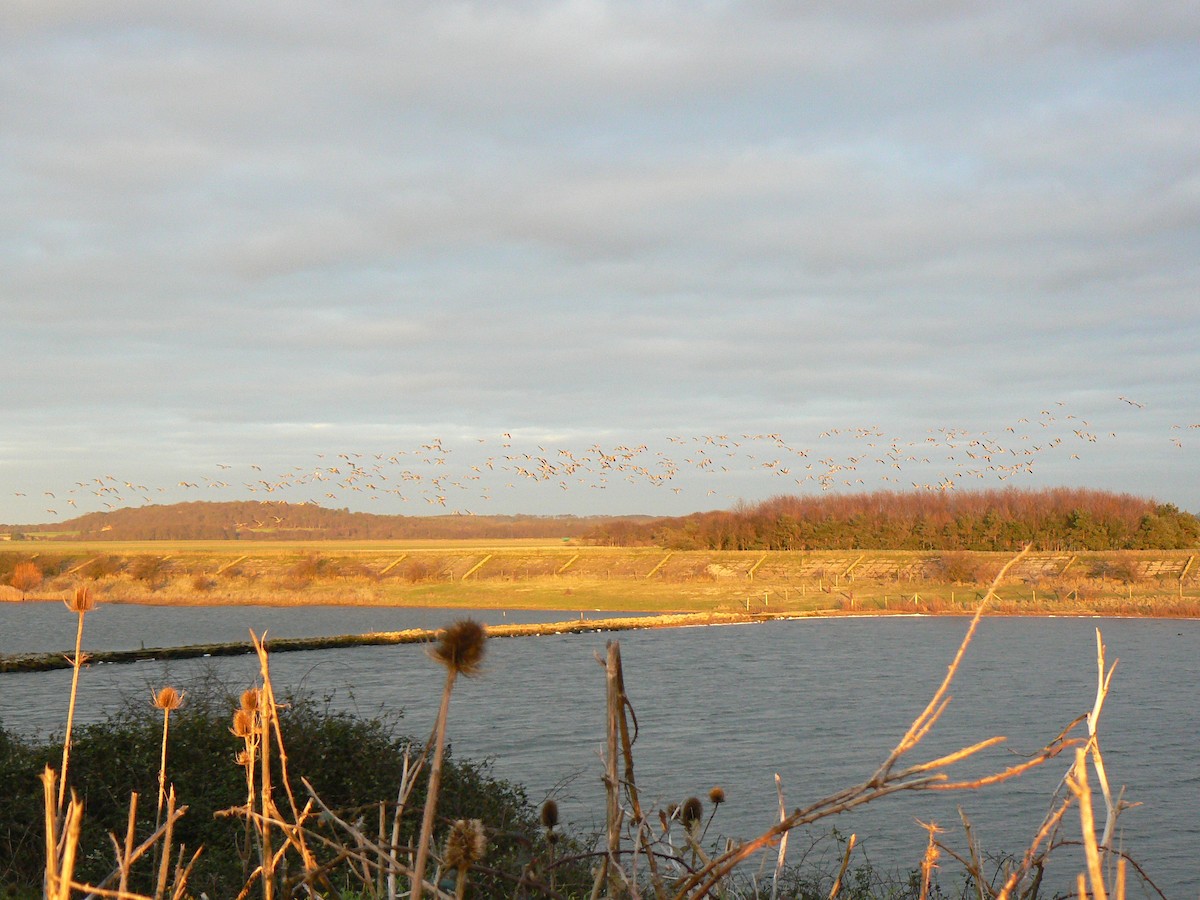 eBird Checklist - 15 Jan 2007 - Snettisham RSPB Reserve - 56 species