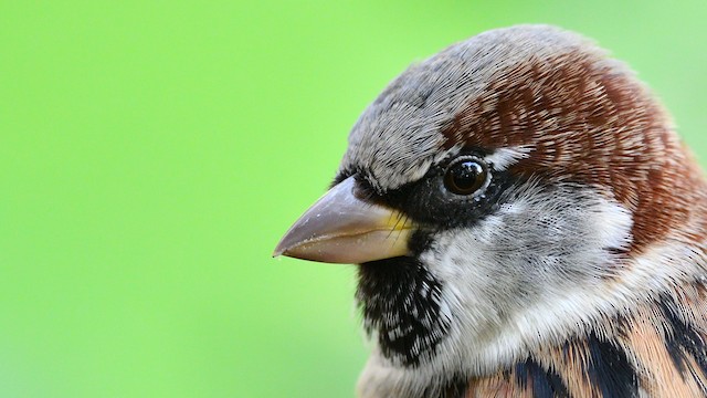 2021 Checklist-a-day Challenge - eBird Peru