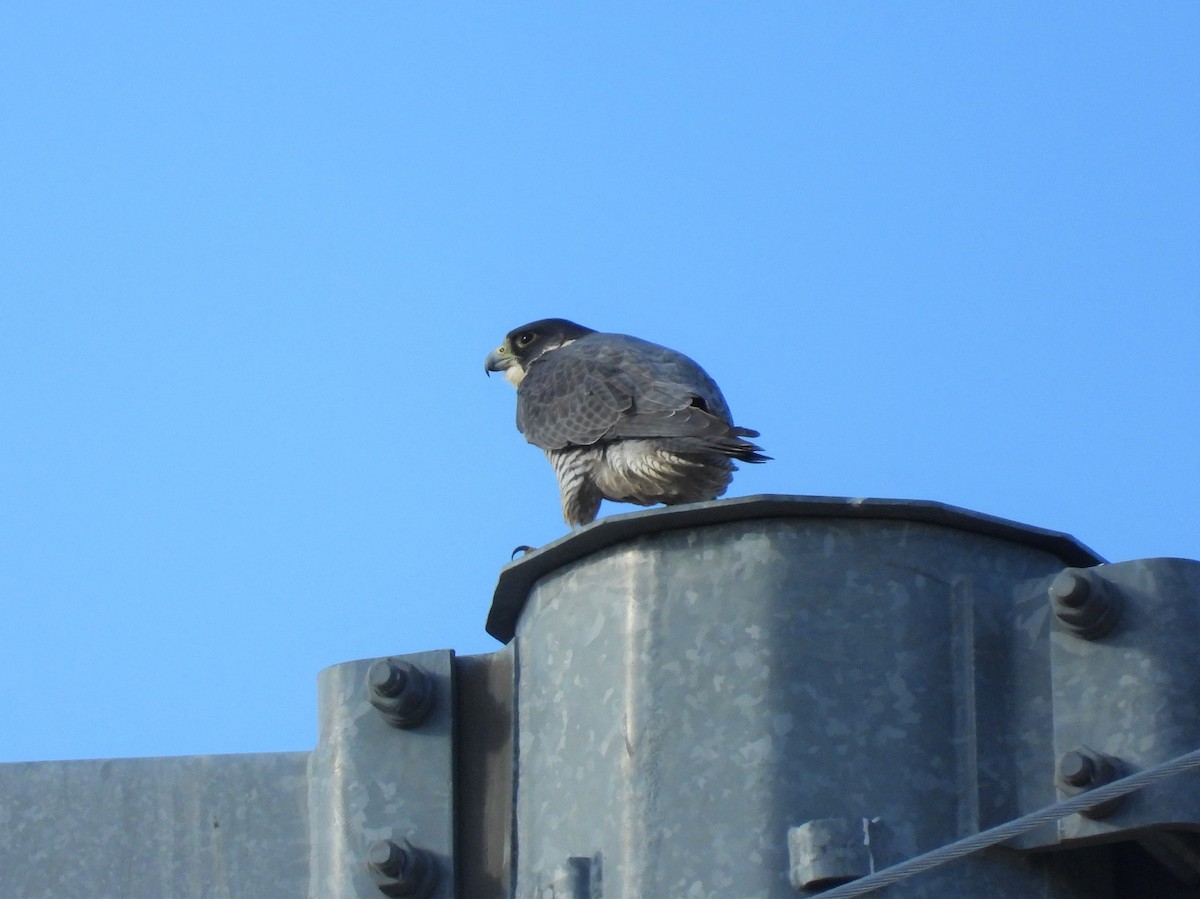 eBird Checklist - 1 Oct 2020 - Randolph Ave - 17 species (+1 other taxa)