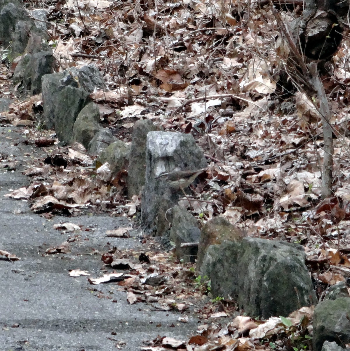 eBird Checklist - 8 Apr 2016 - Highbridge Park--N of Alexander Hamilton ...