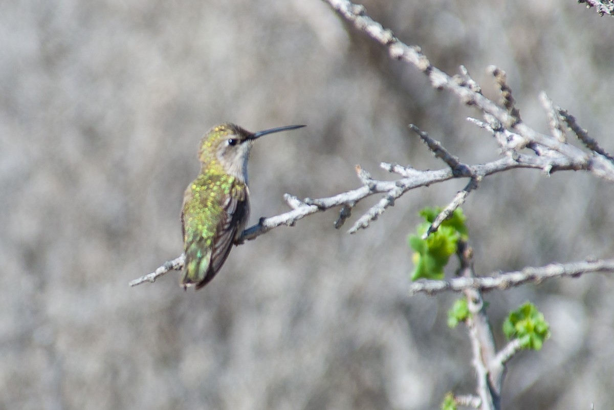 ML26782981 - Costa's Hummingbird - Macaulay Library