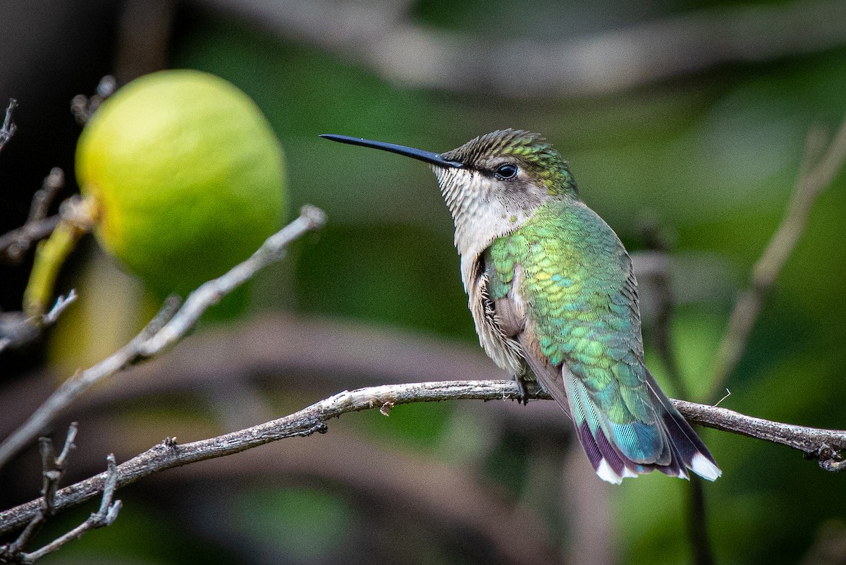 ML268051161 - Ruby-throated Hummingbird - Macaulay Library