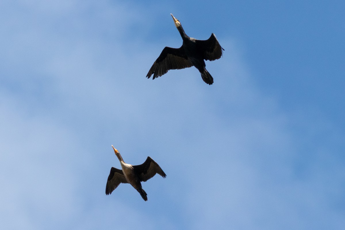eBird Checklist - 4 Oct 2020 - Passanageset Park at Broad Meadows Marsh ...