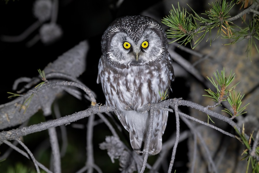 planinski ćuk (richardsoni) - eBird