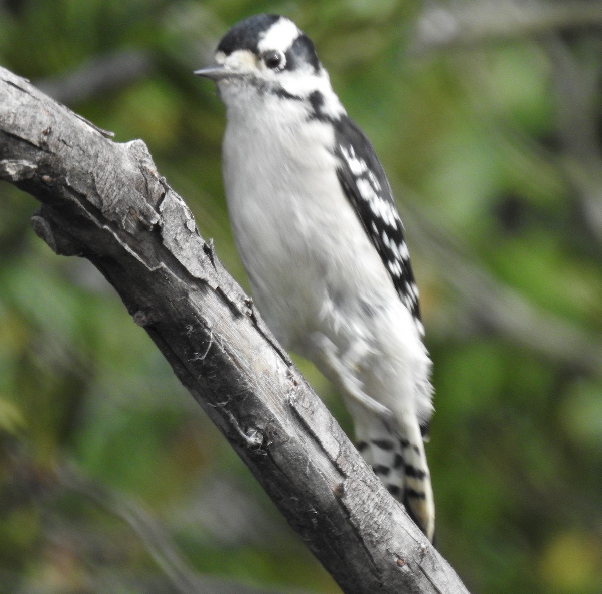 Virginia Breeding Bird Atlas Checklist - 4 Oct 2020 - Cheatham Annex ...