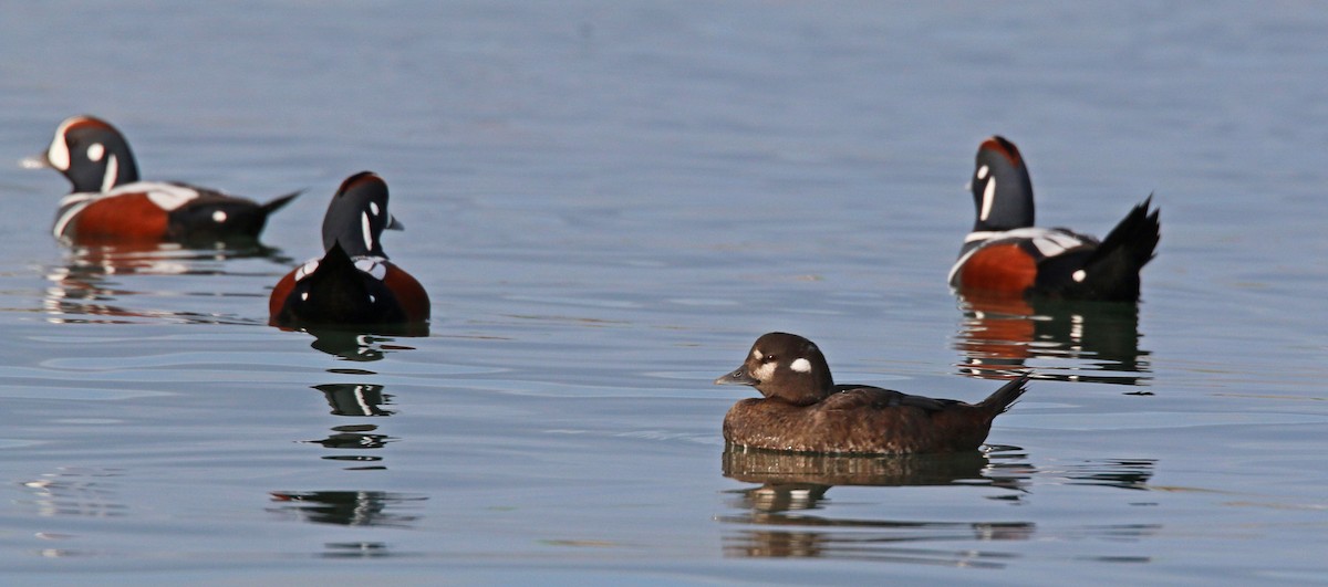 eBird Checklist - 26 Dec 2013 - Hokkaido--coast south of Rausu - 21 ...