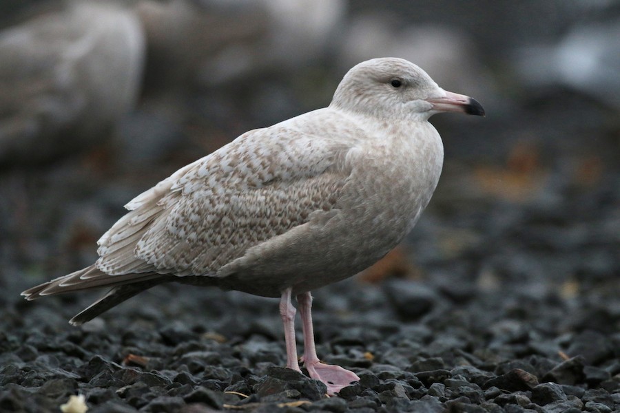 Vega x Glaucous Gull (hybrid) - eBird