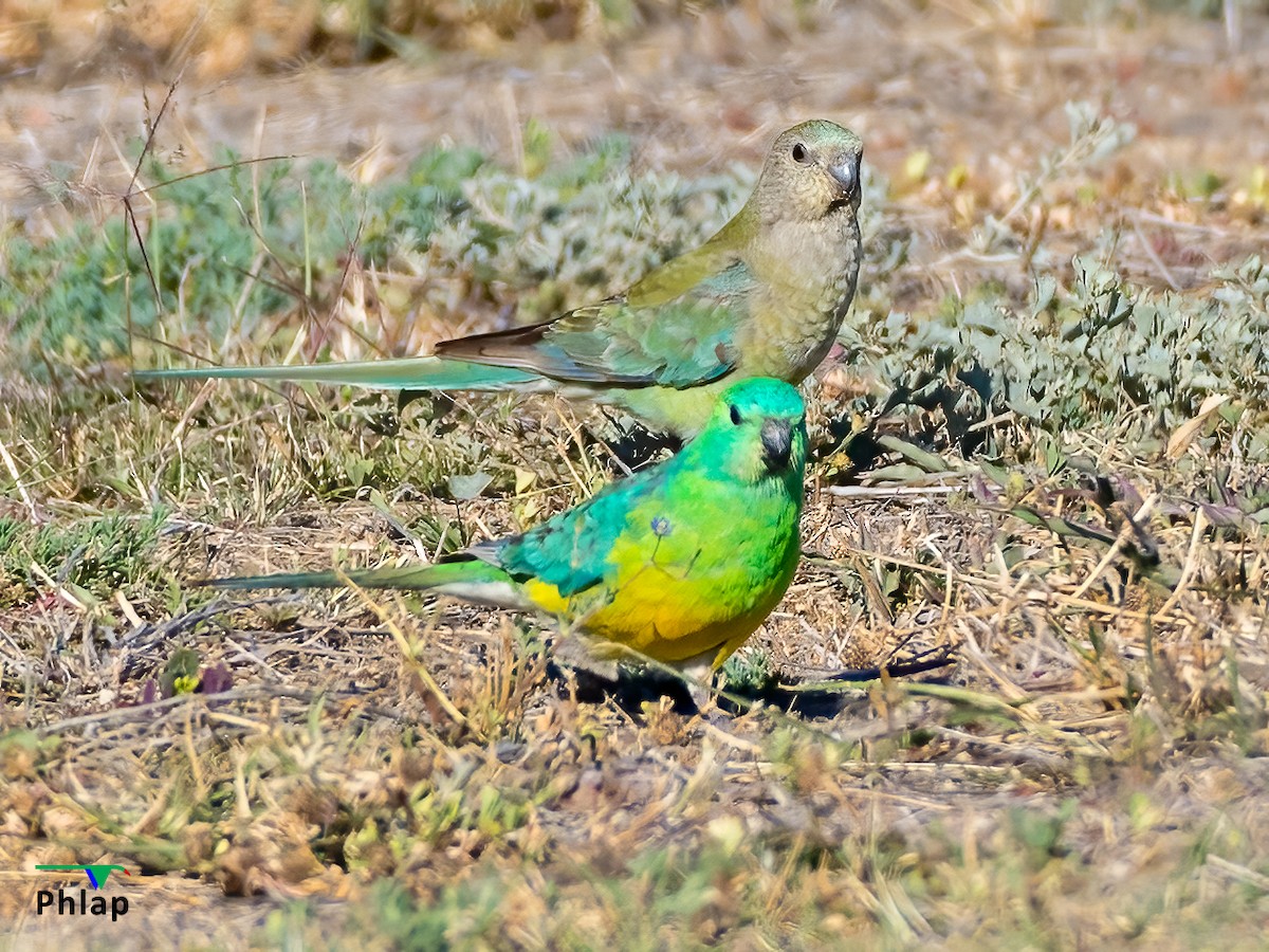 eBird Checklist - 4 Oct 2020 - Toobeah - 14 species