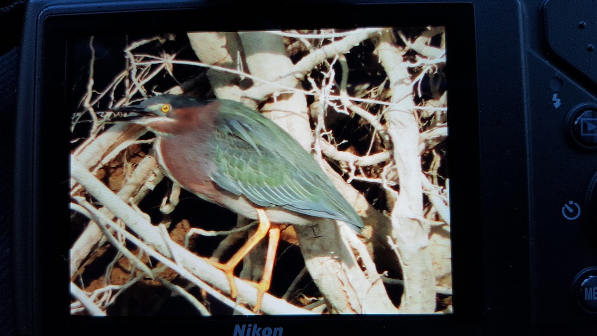 eBird Checklist - 10 Apr 2016 - Stoll Farm (restricted access, email ...
