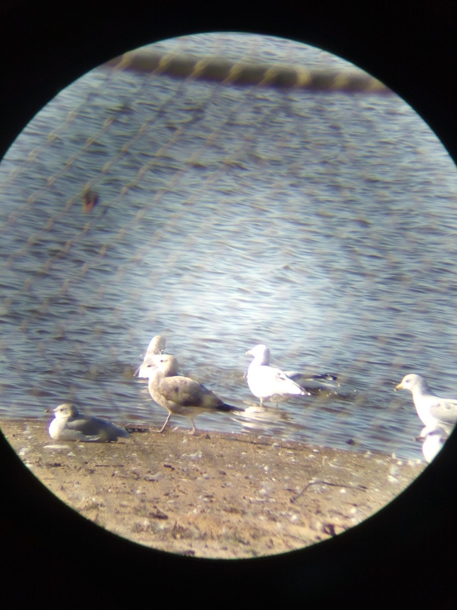 eBird Checklist - 6 Oct 2020 - Lake Springfield--Beach House - 1 species