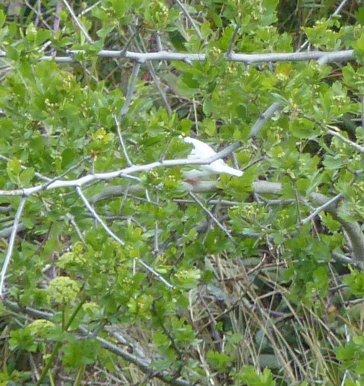 ML26900091 - Zebra Finch - Macaulay Library