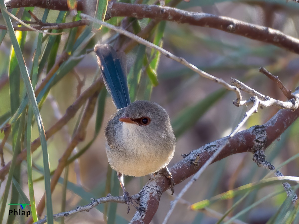 eBird Checklist - 4 Oct 2020 - Hartwell Bridge, Toobeah - 13 species