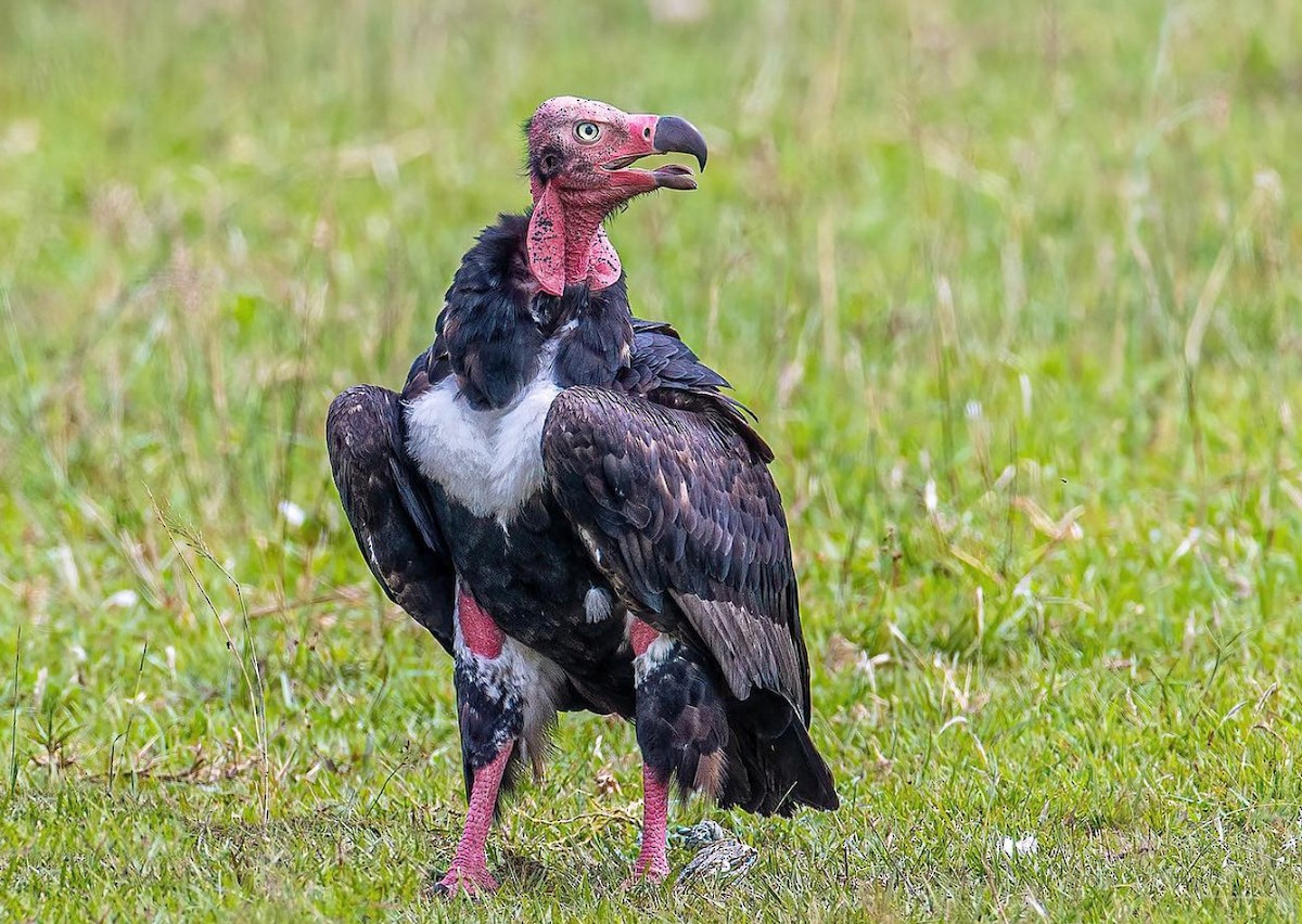 eBird Checklist - 6 Sep 2020 - Vulture (Jatayu) Restaurant and ...