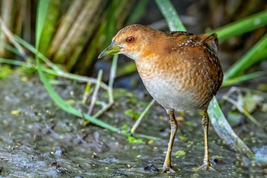 Baillon's Crake (Eastern) - eBird