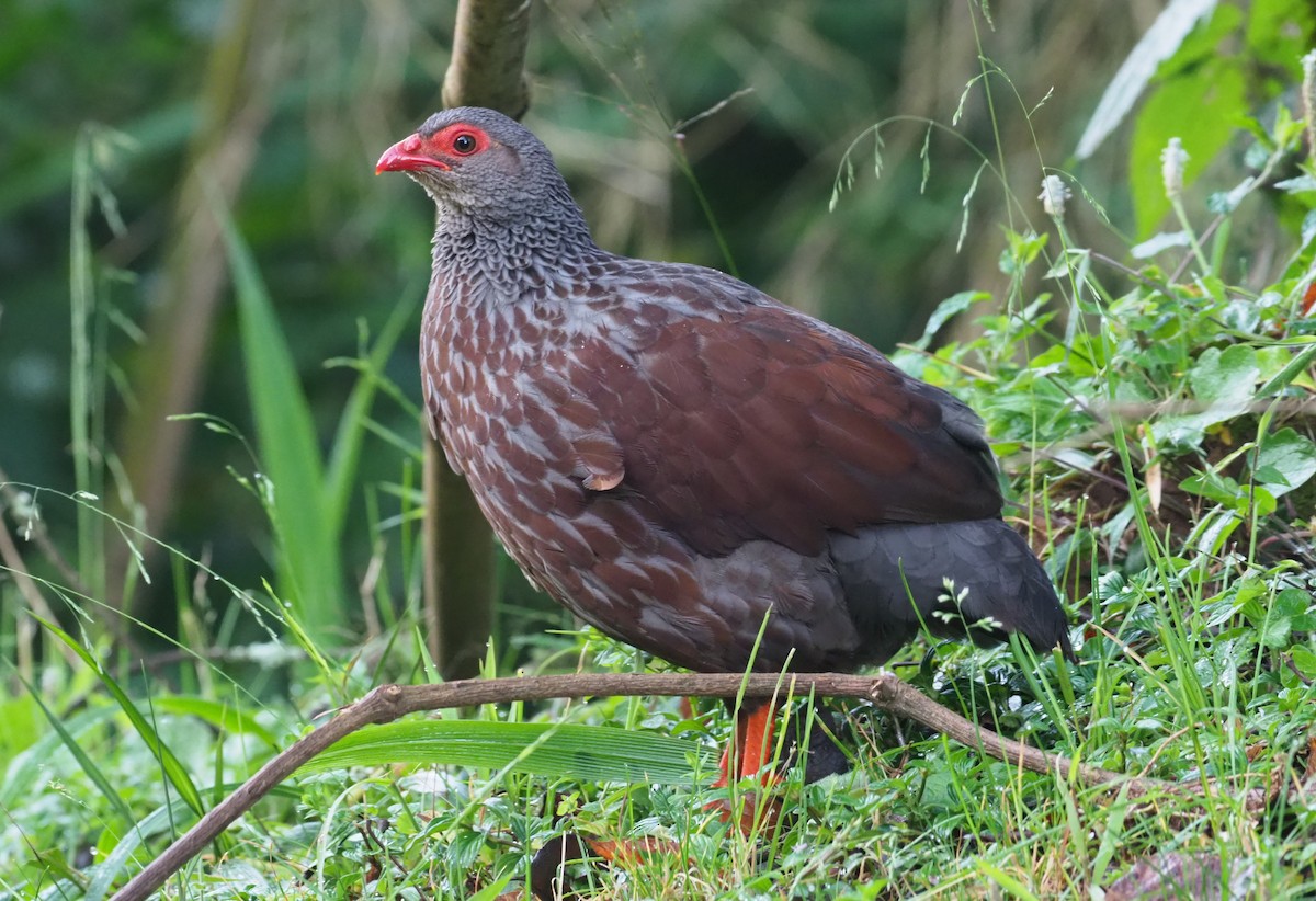 ML270368241 - Handsome Spurfowl - Macaulay Library