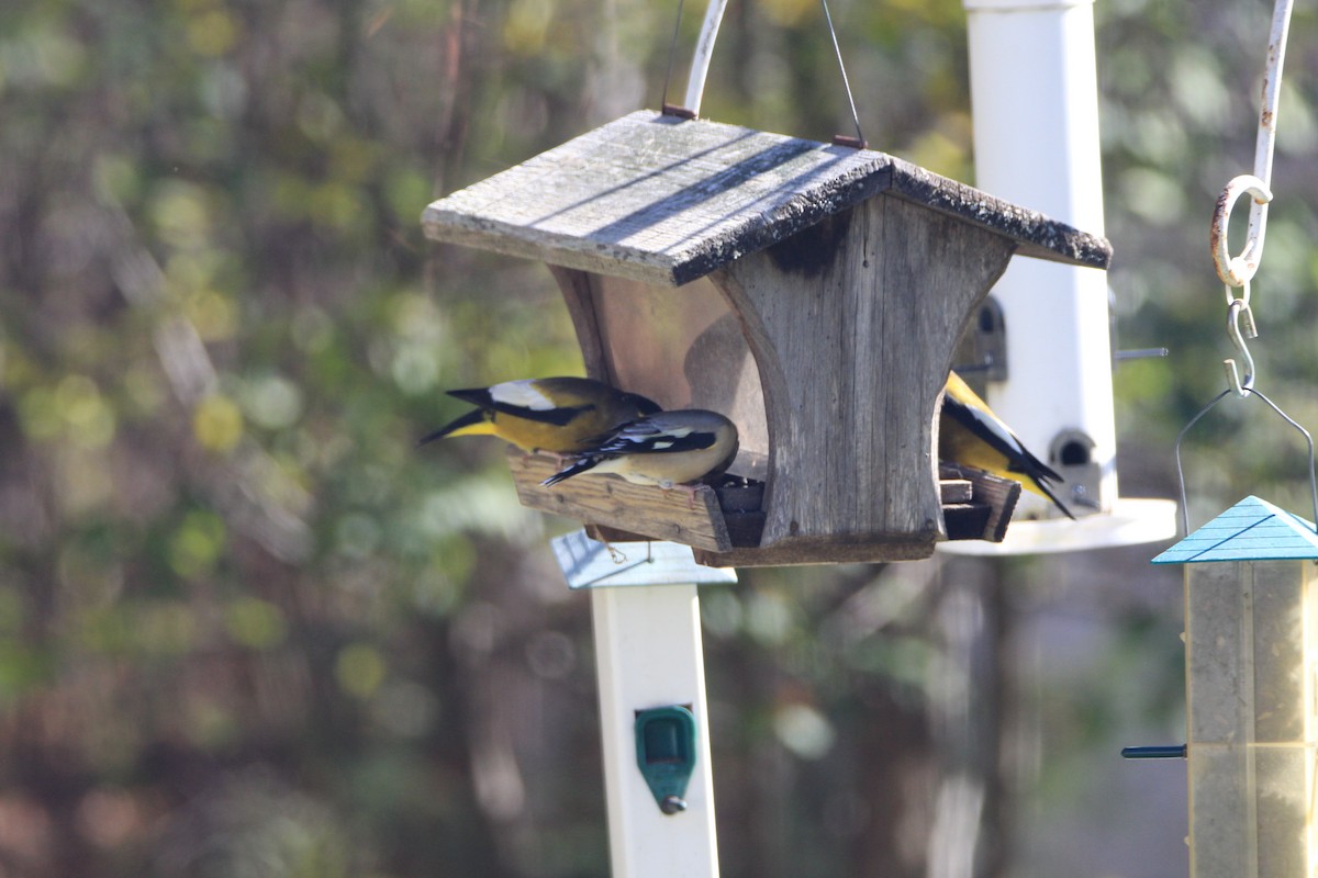 ML270478081 - Evening Grosbeak - Macaulay Library