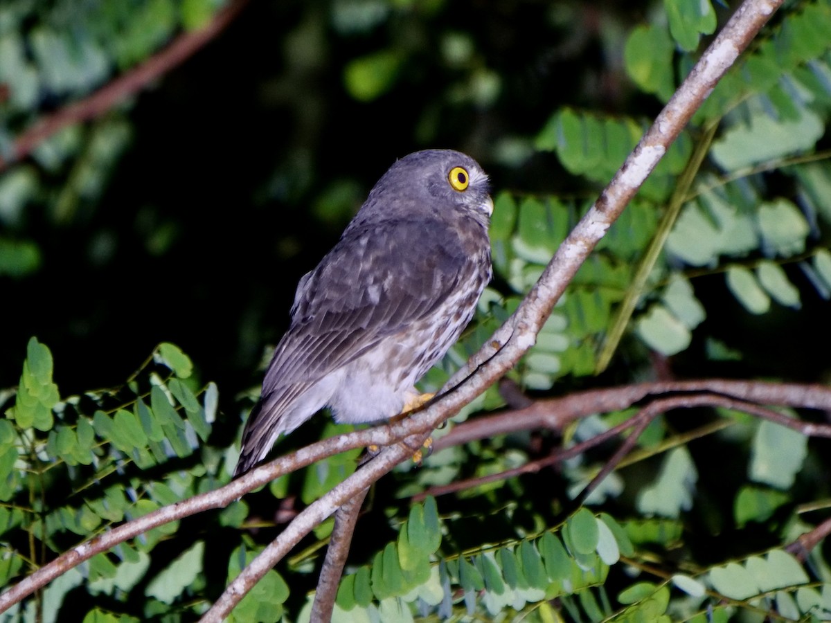 eBird Checklist - 17 Nov 2019 - Chidyatapu Biological Park - 6 species