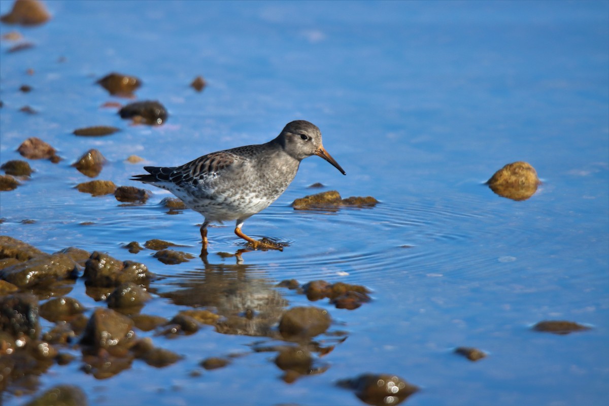 eBird Checklist - 12 Oct 2020 - Ile Windigo - 4 species