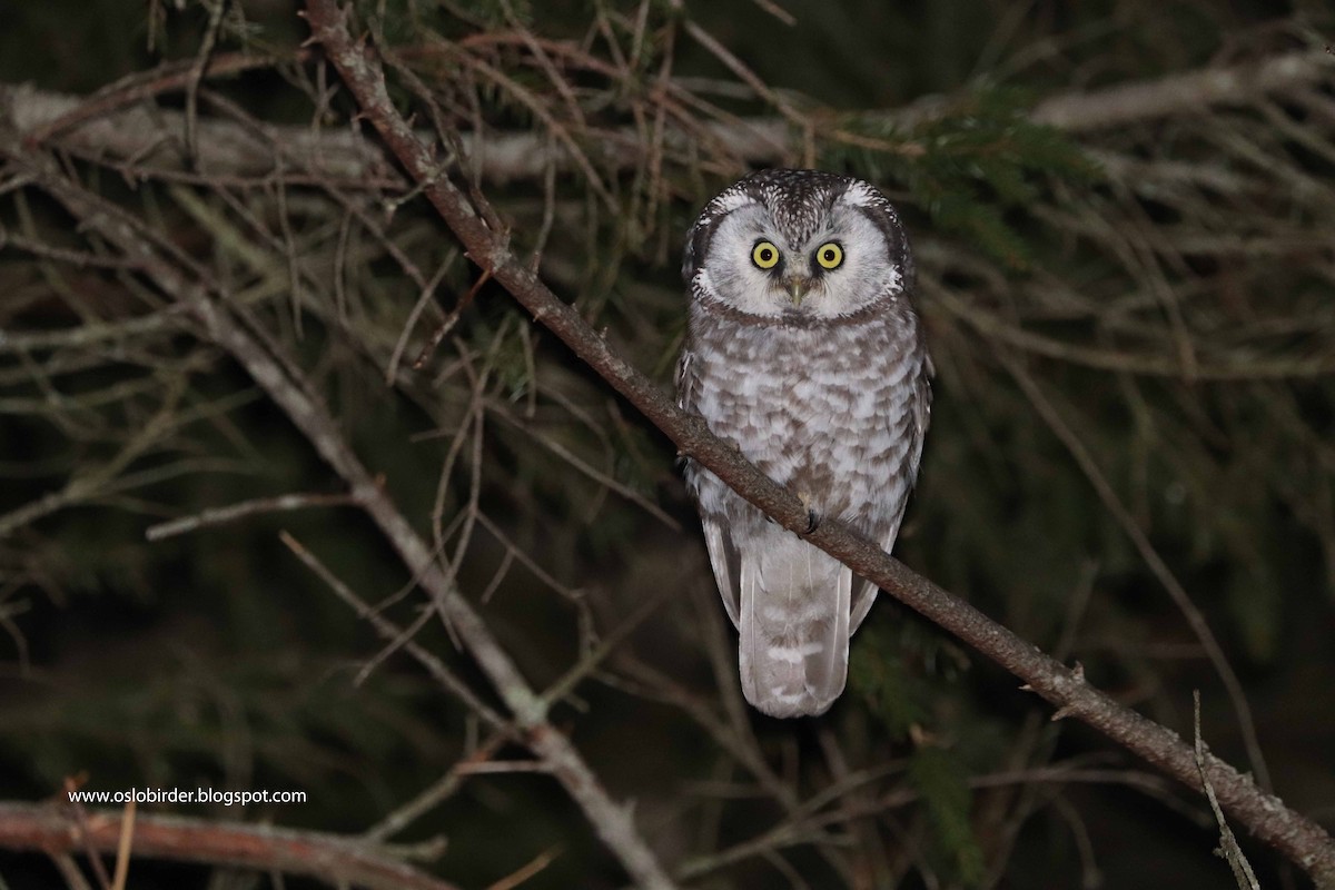 ML270687121 - Boreal Owl - Macaulay Library