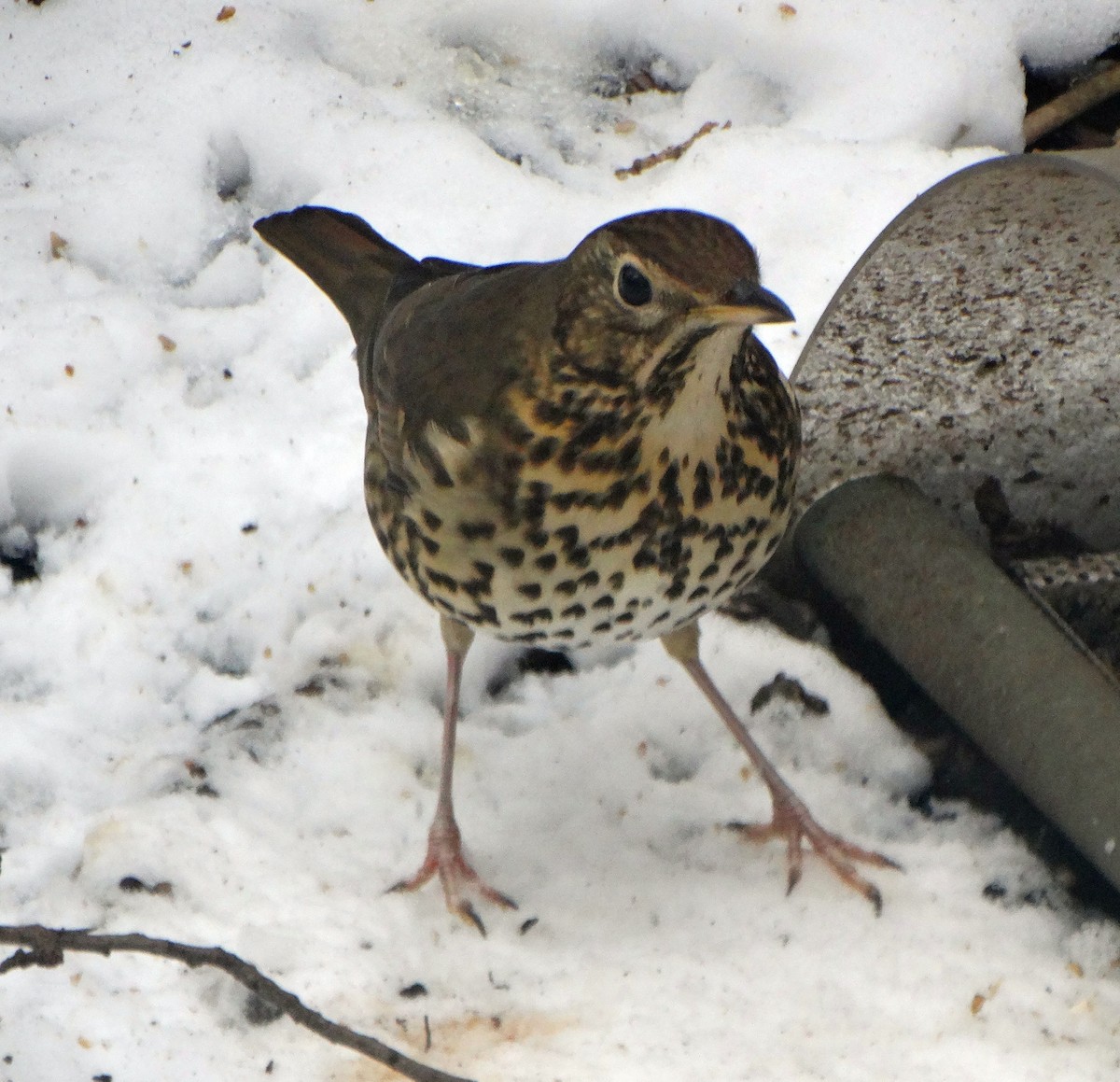 ML270775811 - Song Thrush - Macaulay Library