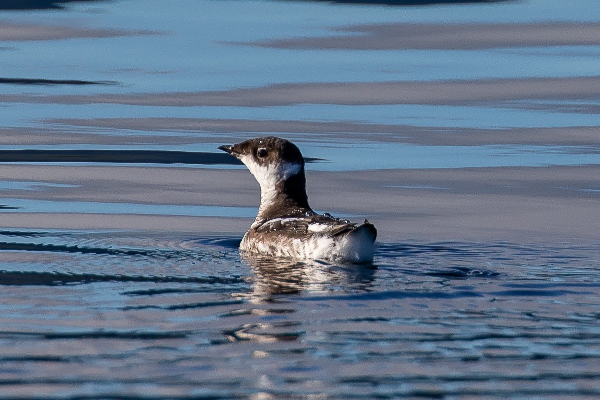 ML270842821 - Marbled Murrelet - Macaulay Library