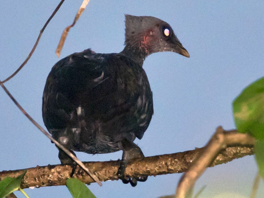 Dusky Megapode (Forsten's) - eBird