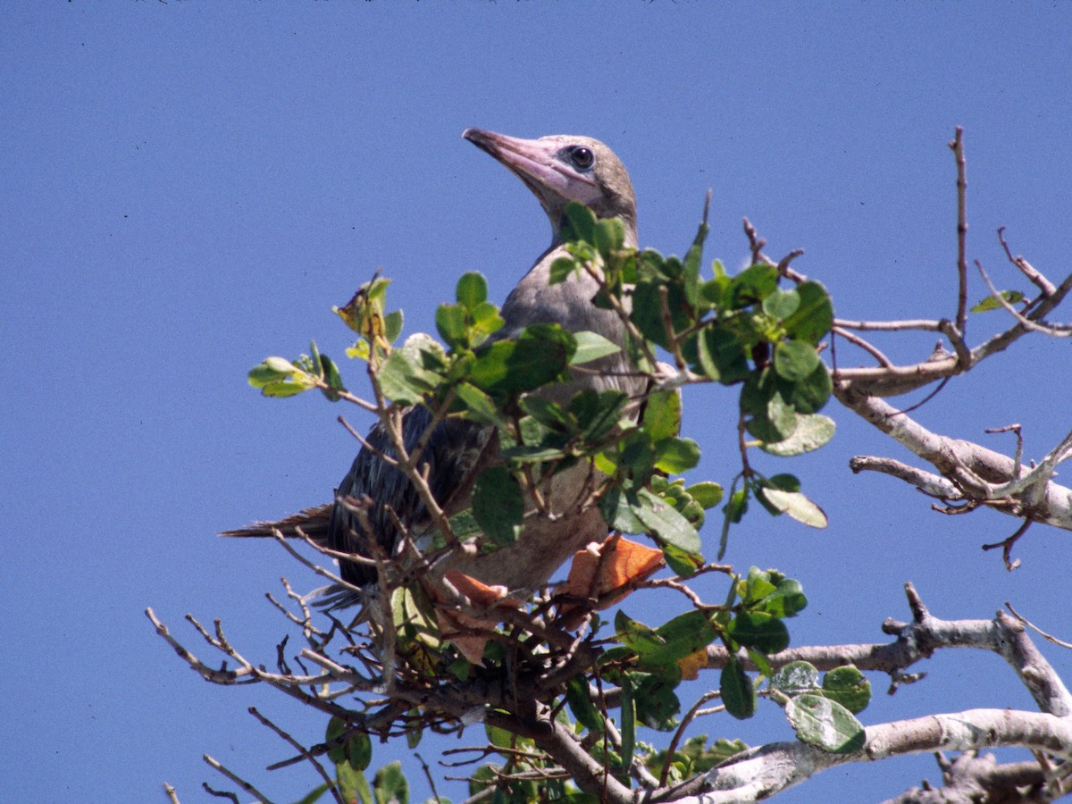 eBird Checklist - 26 Apr 1996 - Dry Tortugas NP--Bush Key - 7 species