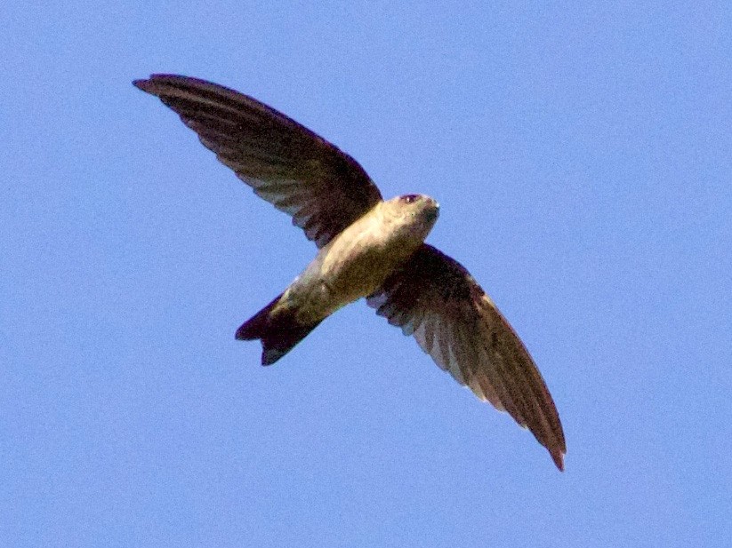 Salangana de Célebes - eBird