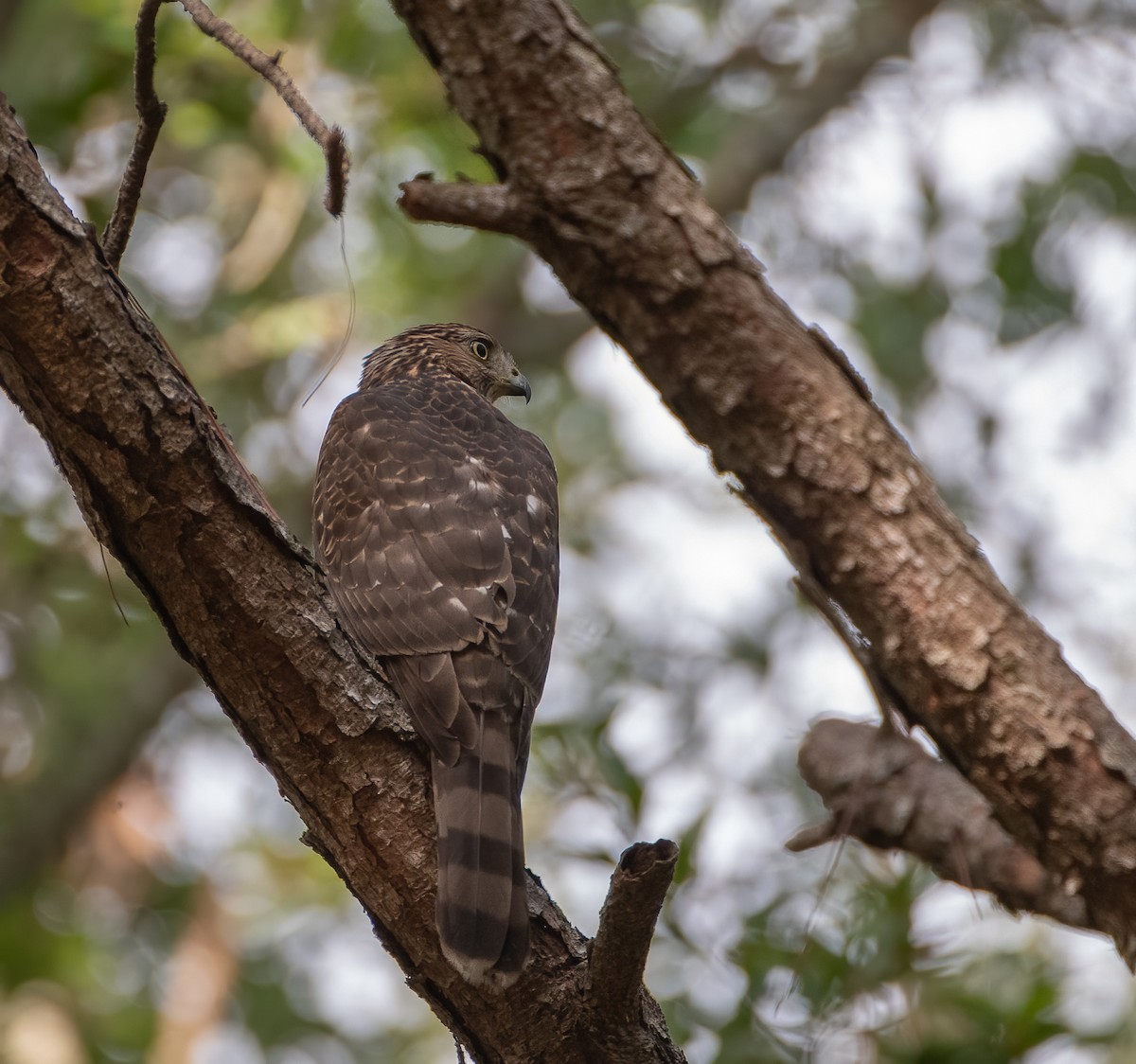 eBird Checklist - 16 Oct 2020 - Fort Lamar Heritage Preserve - 47 species