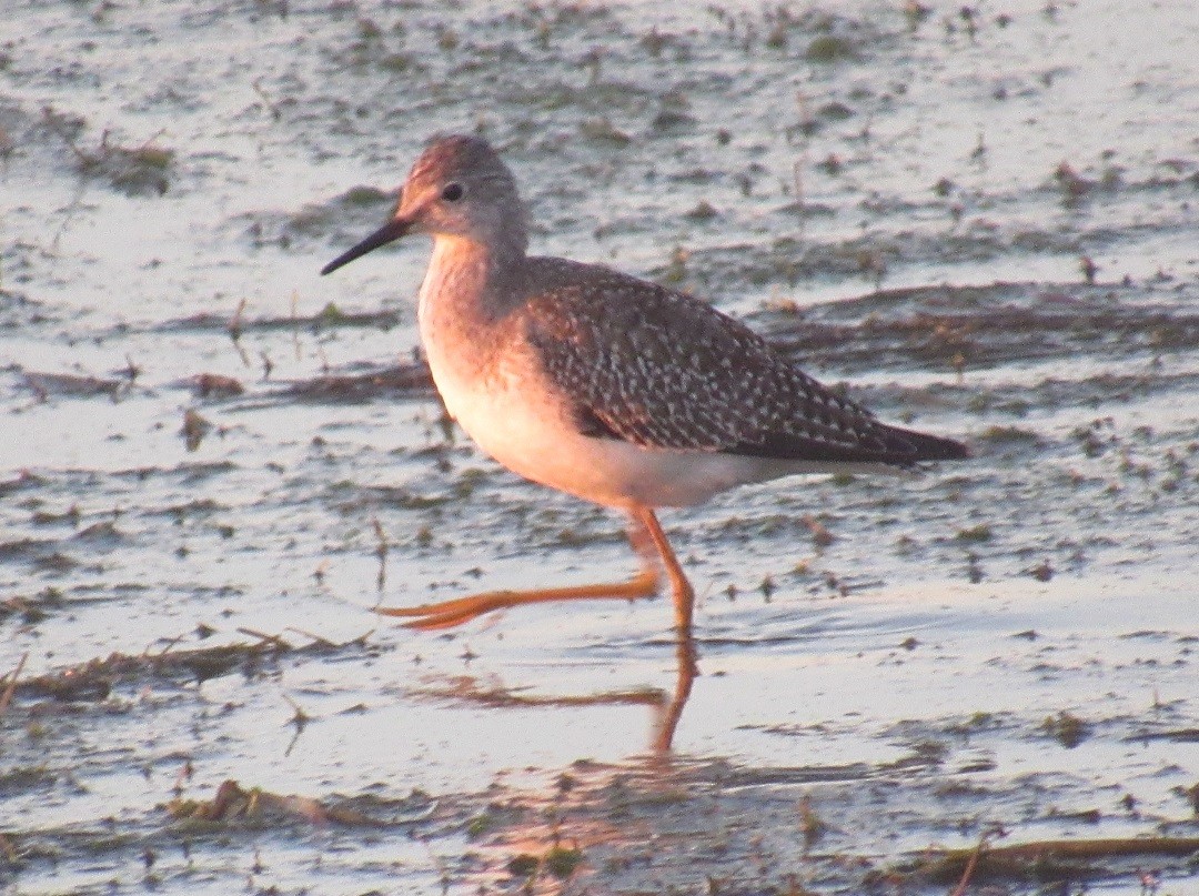 eBird Checklist - 17 Oct 2020 - Swan Harbor Farm Park - 56 species (+1 ...