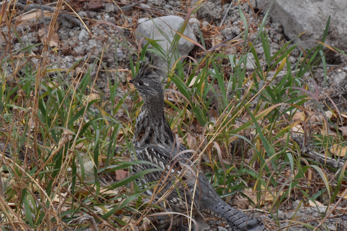 eBird Checklist - 17 Oct 2020 - Calamity Campground - 1 species
