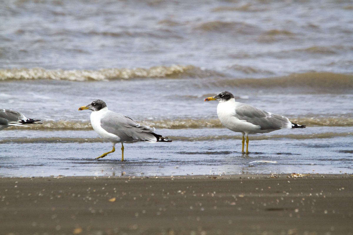 ML272082271 - Pallas's Gull - Macaulay Library
