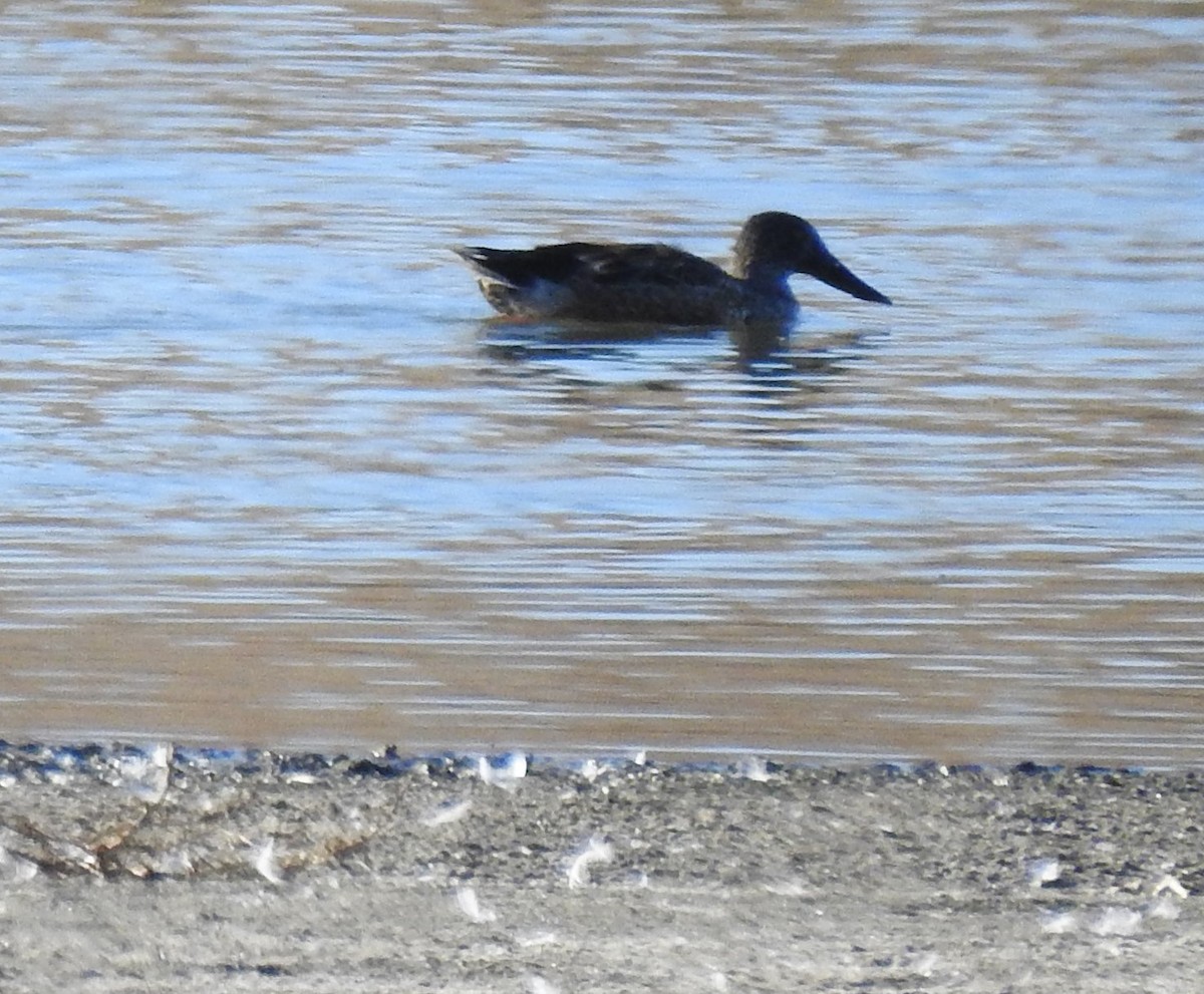eBird Checklist - 18 Oct 2020 - Lee Kay Ponds - 18 species (+1 other taxa)