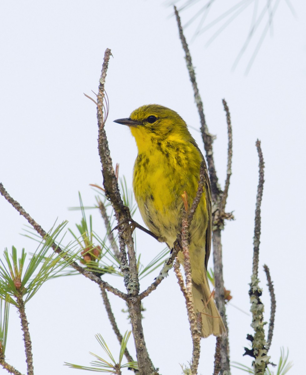 ML272239081 - Pine Warbler - Macaulay Library