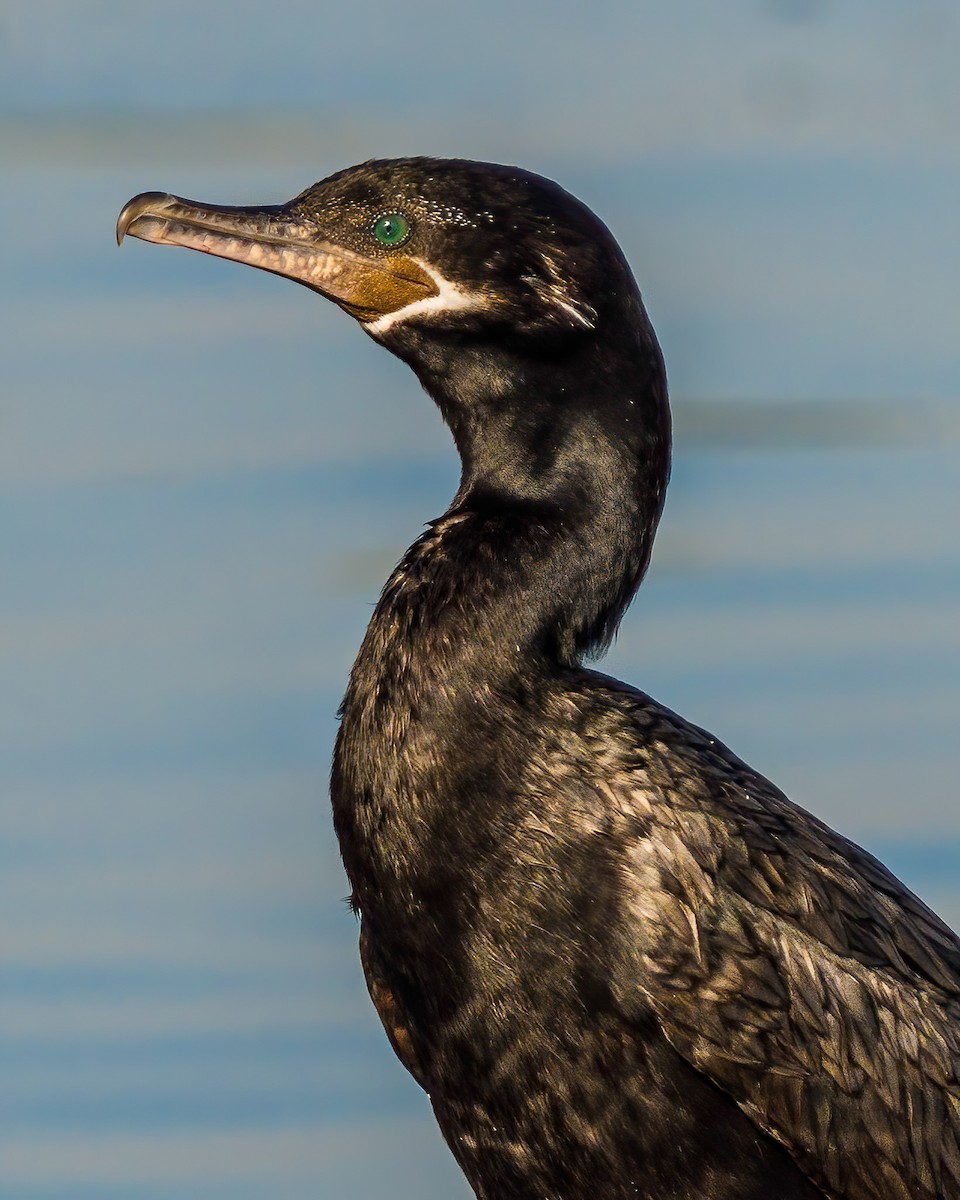 ML272296121 - Neotropic Cormorant - Macaulay Library