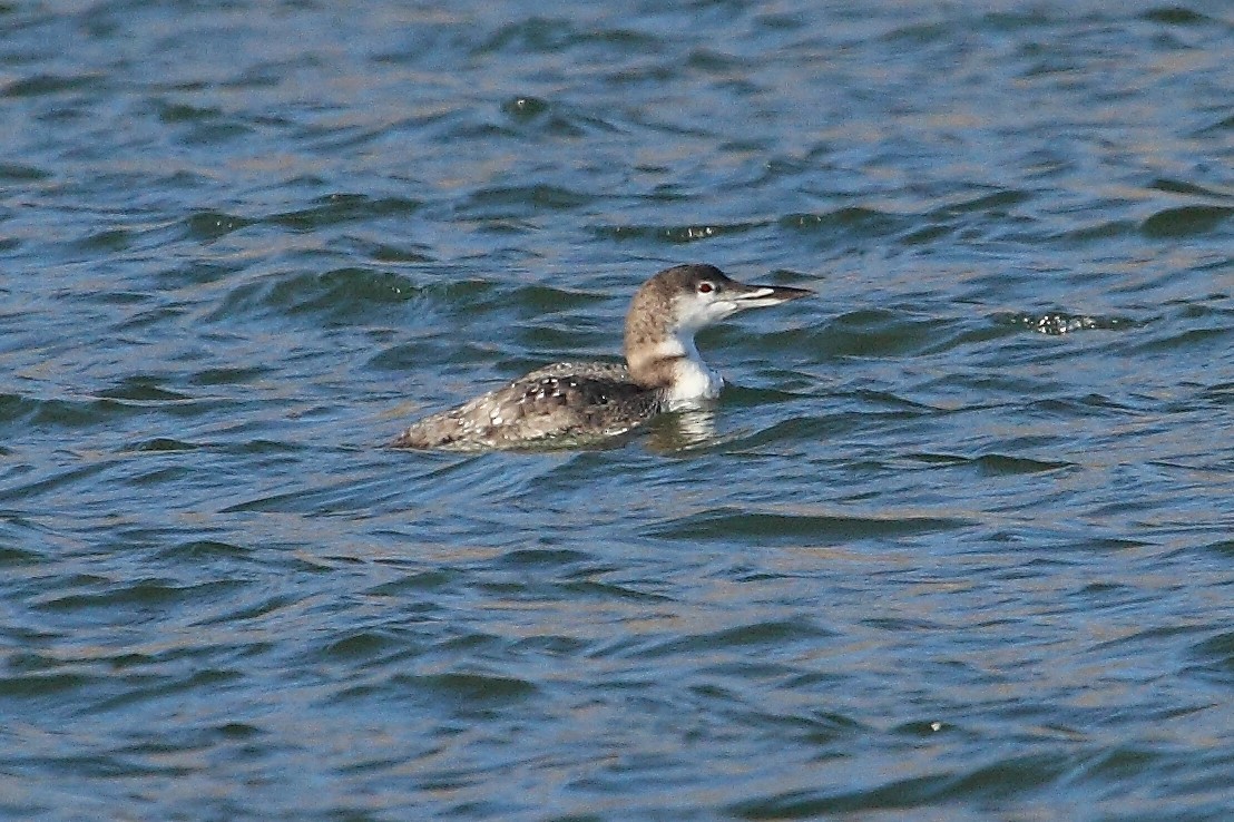 eBird Checklist - 19 Oct 2020 - Topaz Lake (NV) - 14 species